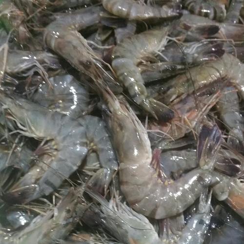 Jual udang besar segar super 500gr - 250gr - Kota Denpasar - Pasar ...