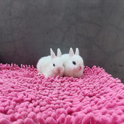 Jual kelinci mini netherland white dwarf eyeliner - Kota Bekasi ...