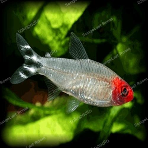 Jual ikan red nose tetra - S - Kota Depok - SongoLast Store | Tokopedia