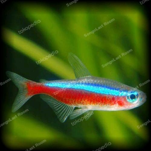 Jual ikan cardinal tetra - S - Kota Depok - SongoLast Store | Tokopedia