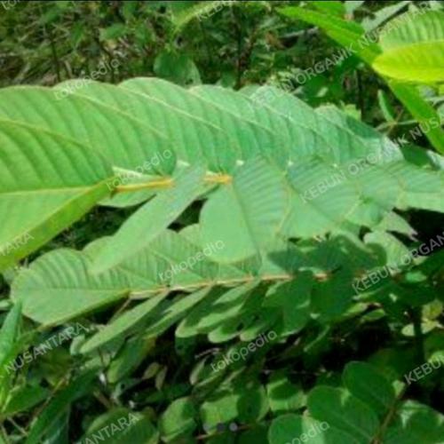 Jual Daun Ketepeng cina/Daun kimanila Segar Herbal Per 500g - Kab ...