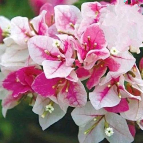 Jual tanaman hias Bibit pohon bougenville sakura bunga ice cream - Kota ...