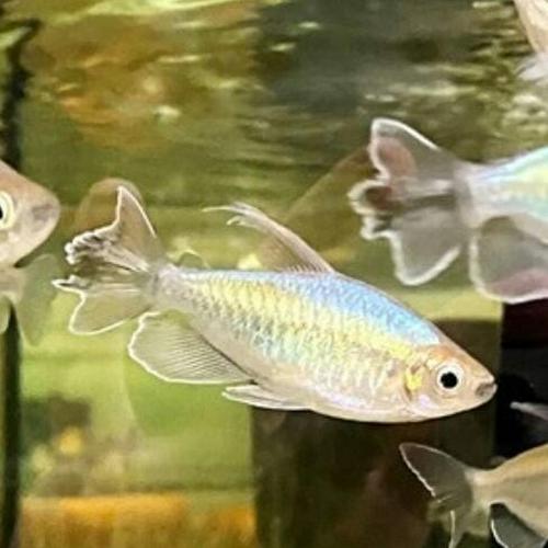Jual ikan congo tetra ikan kongo tetra ikan aquascape - Kota Surabaya ...