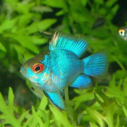 Jual ikan blue elektrik - Balon - Jakarta Utara - RAMBU AQUATIC | Tokopedia