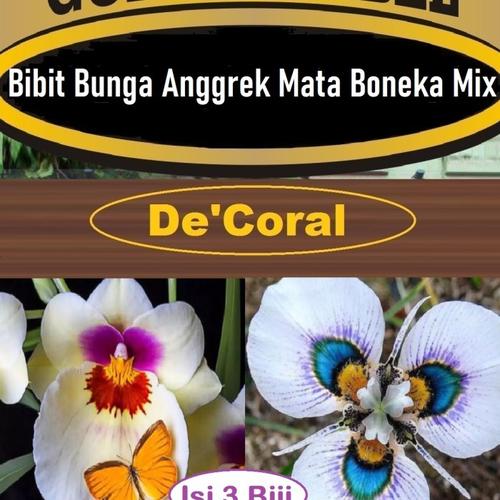 Jual Bibit Bunga Anggrek Mata Boneka Mix|Benih Bunga Anggrek|Anggrek ...
