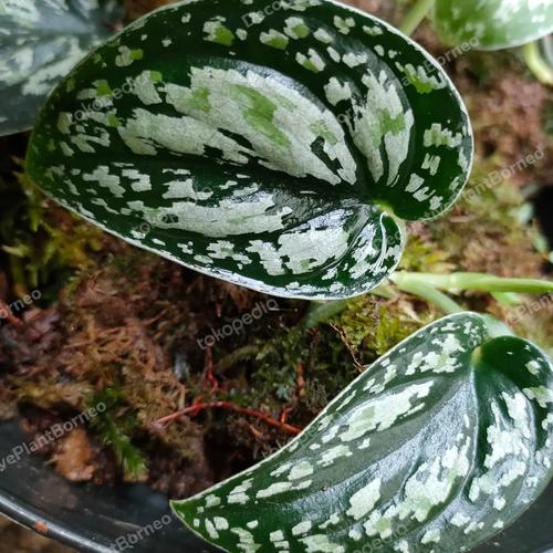 Jual scindapsus tricolor borneo - Kab. Sekadau - DecorativePlantBorneo ...