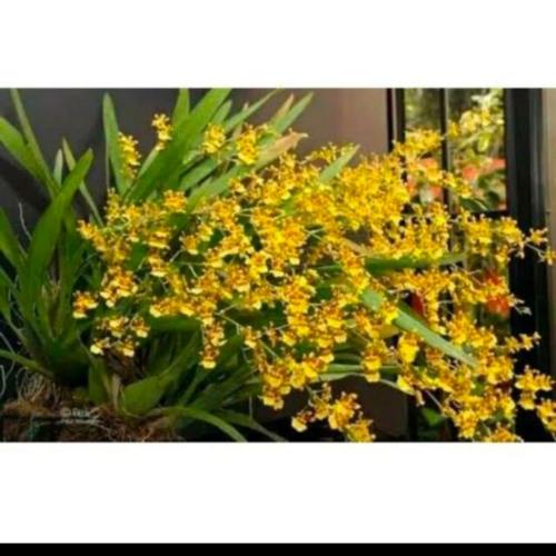 Jual anggrek oncidium golden shower dewasa/berbunga - Kota Depok - Sakila flora | Tokopedia