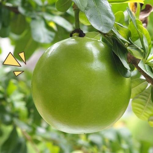 Jual buah brenuk -buah Maja ,buah Majapahit per 1 pcs - Jakarta Barat ...