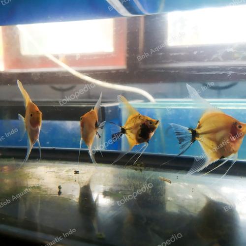 Jual Manfish Red Devil Grade A - Kota Depok - Bob Aquatic Indo | Tokopedia