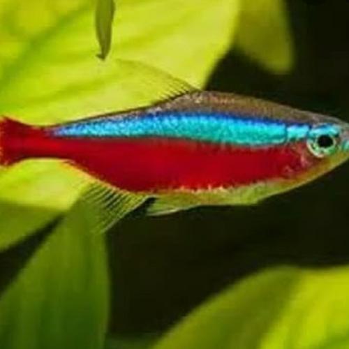 Jual ikan neon cardinal tetra - Kota Denpasar - Royal Aquarium 469 ...