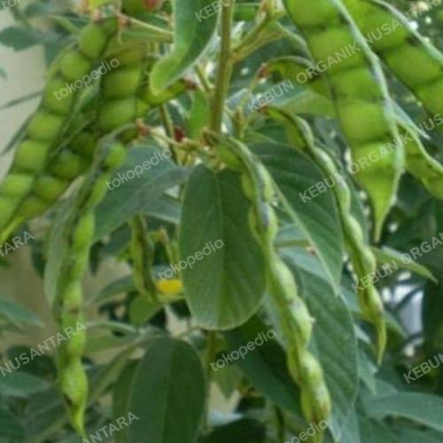 Jual Daun Kacang Gude Segar - Kab. Bogor - KEBUN ORGANIK NUSANTARA ...