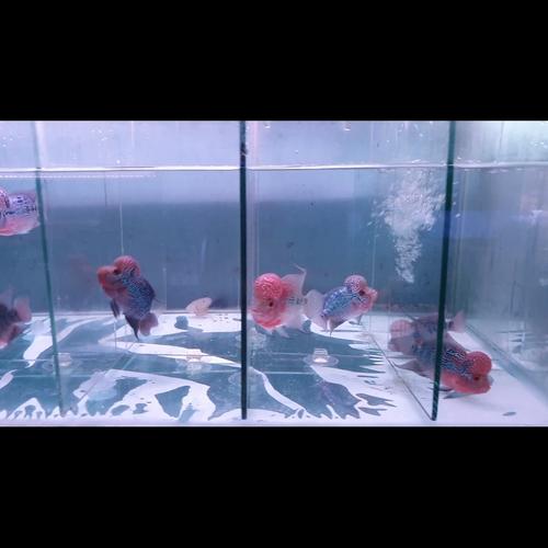 Jual ikan lohan SRD Good quality kecil jenong - Jakarta Utara - Toko ...