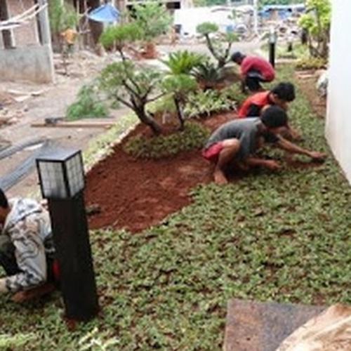Jual rumput gajah mini sudah termasuk pemasangan gajah mini + penanaman ...