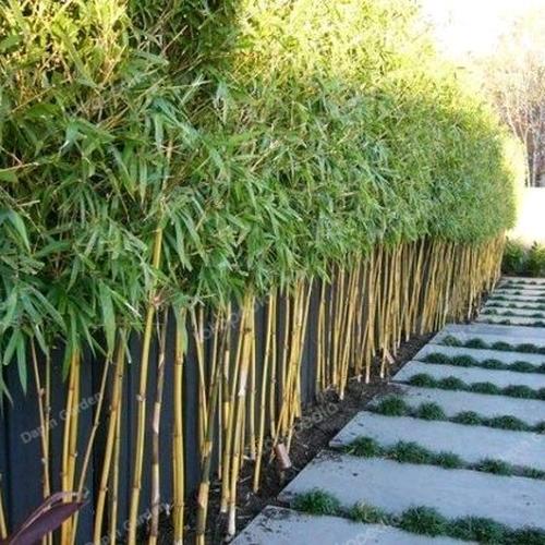 Jual Tanaman Hias Bambu kuning atau preng kuning (5 paket bambu kuning ...