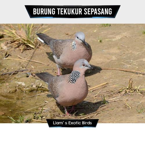 Jual Burung Tekukur Pilihan Sepasang - Satuan - Jakarta Timur - Liam' s ...