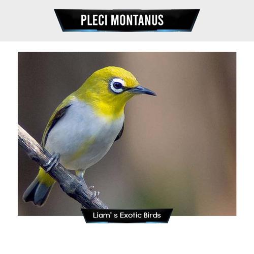 Jual Burung Pleci Dakun PACITAN - BALI - BUSTOMI - MONTANUS - PAPUA ...