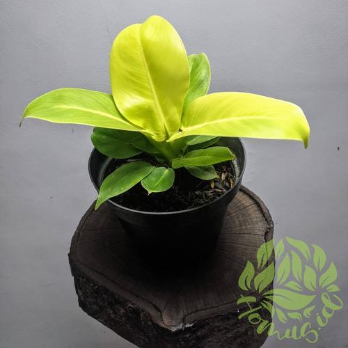 Jual Philodendron moonlight / tanaman hias philo moonlight - 3 - 4 daun ...