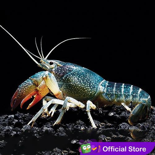 Jual Lobster Air Tawar / Lobster Aquascape - Kota Tangerang - Cupang ...