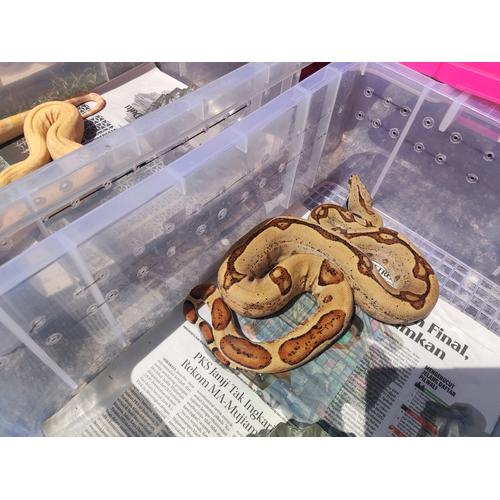 Jual Boa Constrictor Imperator Hypo Super Jungle - Kota Surabaya - RK ...