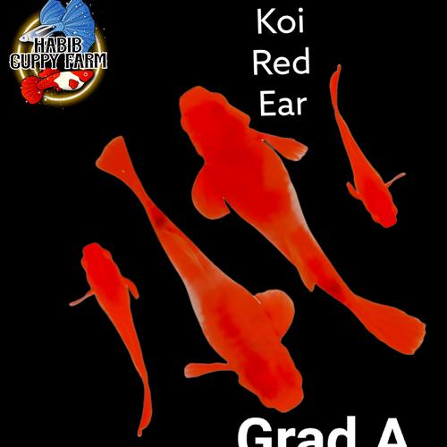 Jual Ikan guppy albino koi red ear grade A genetic king koi red ear ...