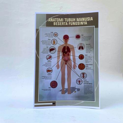 Jual Poster Kesehatan Kekinian, Anatomi Tubuh Manusia, Poster ...