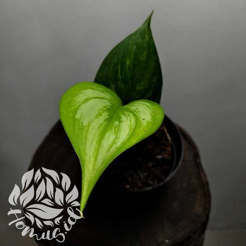 Jual Scindapsus officinalis / tanaman hias scindapsus susu hutan - 2- 3 ...