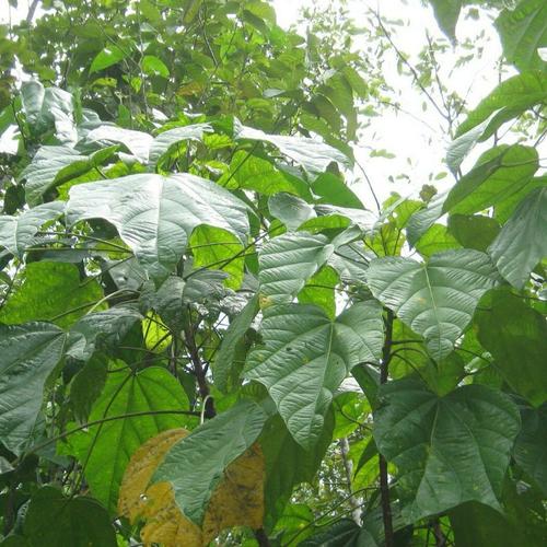 Jual Daun Picung pucung kluwek obat herbal segar fresh 1kg - Kab ...
