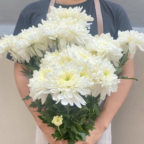 Jual bunga potong segar chrysant krisan fresh flower tangerang bsd ...