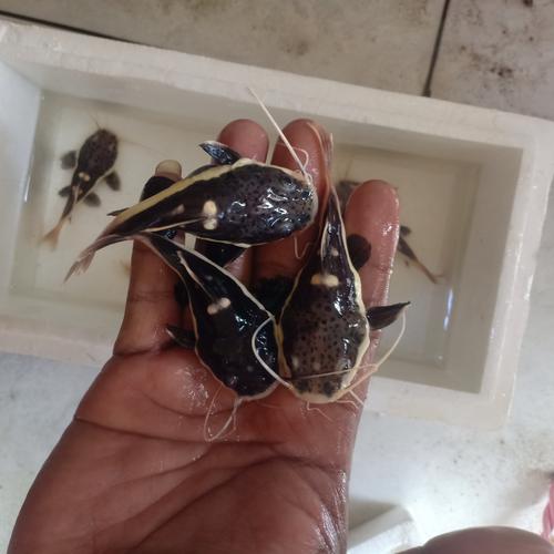 Jual rtc short body - Jakarta Barat - DAFA GOLDFISH | Tokopedia