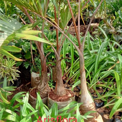 Jual pohon palem botol tinggi 2 meter daun - Kota Depok - Arisflora ...