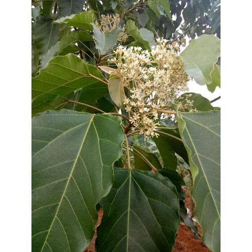 Jual Daun Kemiri Atau Muncang 500gram segar - Kab. Pangandaran ...