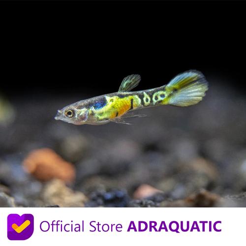Jual IKAN HIAS GUPPY YELLOW JACKET AIR TAWAR - Kota Bandung - ADRAQUATIC | Tokopedia
