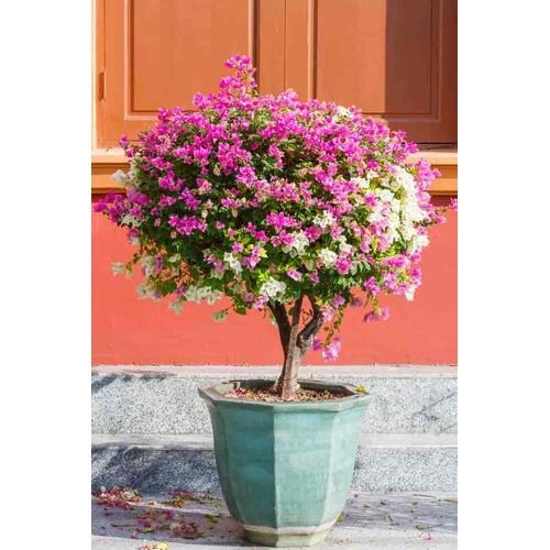 Jual tanaman bonsai bugenvil 3 warna / bugenviel / tanaman bunga - Kab ...