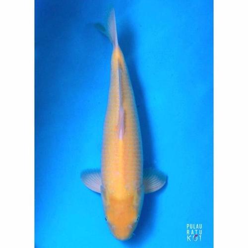 Jual Karashi Super Mango 50 Bu Male Sakai Fish Farm Koi Import ...