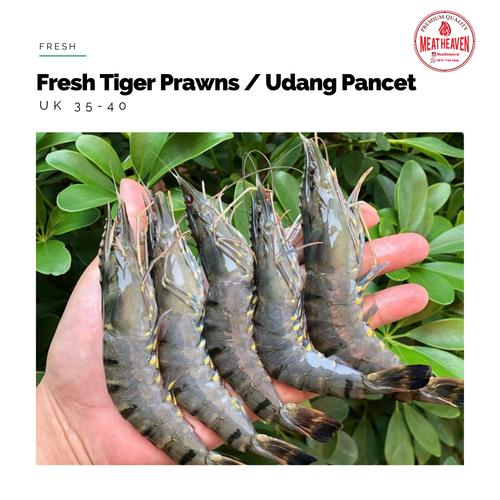 Jual Fresh Udang Pancet / Tiger Prawn Uk. 35-40 (500grm) - Jakarta ...