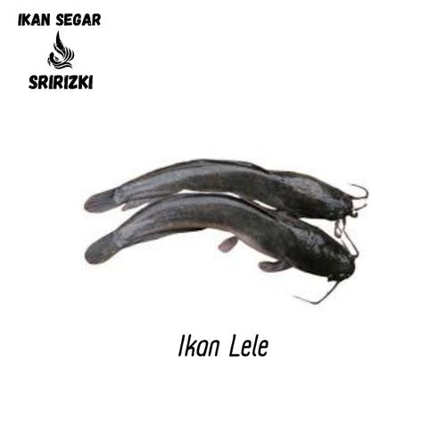 Jual Ikan Lele Segar - Ikan Segar - Ikan Lele - Jakarta Selatan - IKAN ...