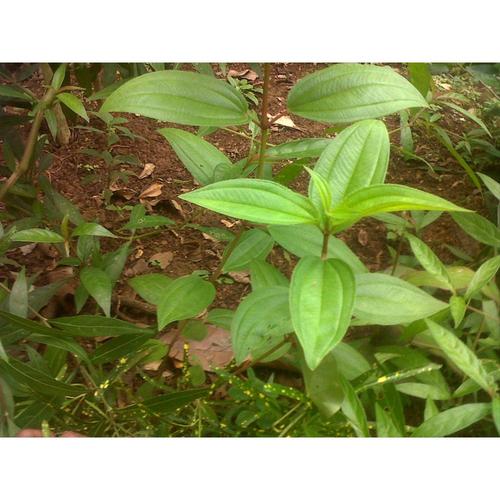 Jual herbal daun senggani atau senduduk harendong segar fresh 500gram ...