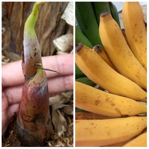 Jual bibit pohon pisang raja/bonggol pisang raja/anakan pohon pisang ...