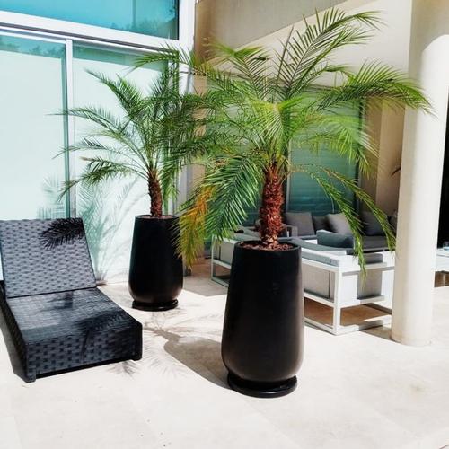 Jual tanaman palem phoenix tinggi palm ponik - Kab. Bogor - Gita ...