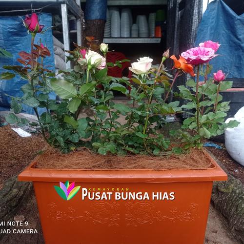 Jual Paket 4 tanaman hias bunga mawar + pot panjang / tanaman pohon ...