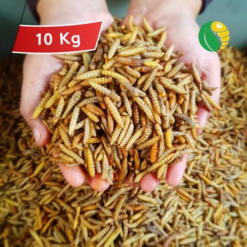 Jual Dry maggot 10 kg Maggot kering GRADE A PREMIUM BERSIH TANPA MINYAK ...