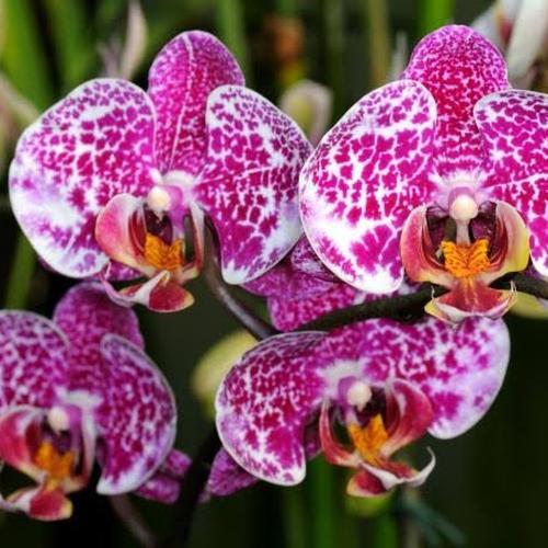 Jual Seedling/bibit anggrek bulan hybrid - Kab. Malang - Semar Orchids ...