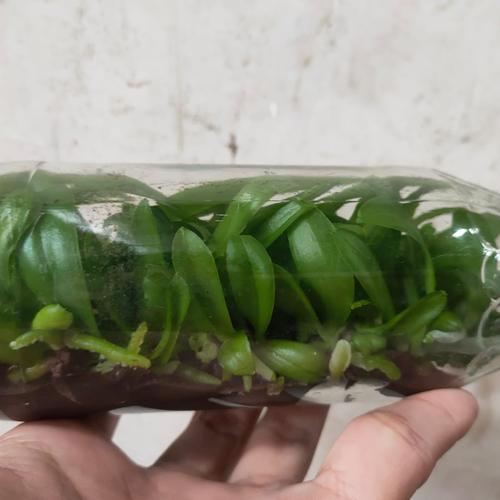 Jual Bibit botolan anggrek bulan hybrid - Kab. Malang - Semar Orchids ...