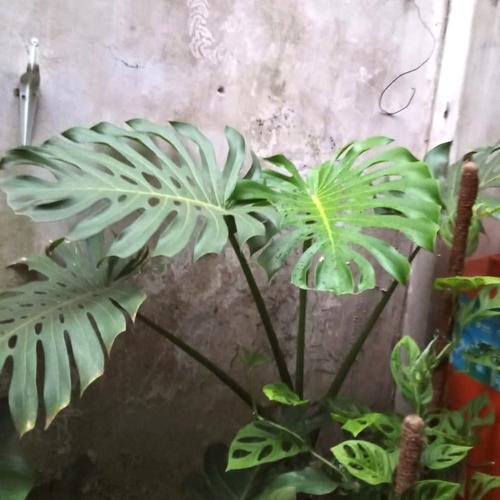 Jual monstera king deliciosa/khusus Bandung - Kota Bandung - SINAI ...