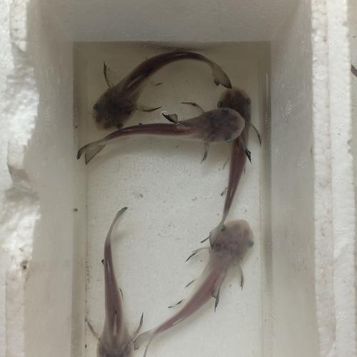 Jual genghiskan ikan - Jakarta Barat - DAFA GOLDFISH | Tokopedia