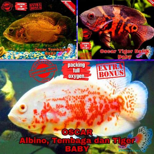 Jual original oscar albino , tembaga dan tiger & tiger batik short body ...
