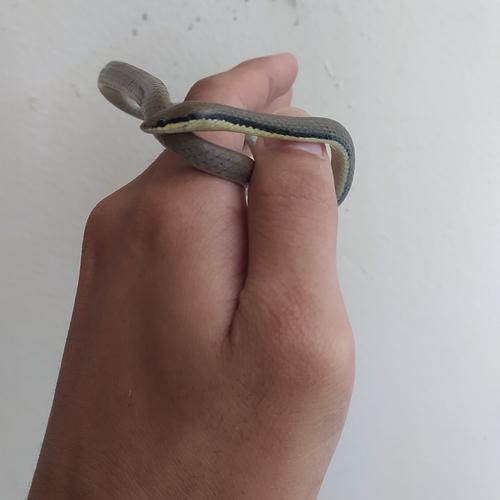 Jual liopeltis tricolor ular lidi pemakan serangga - minus tipis - Kota ...