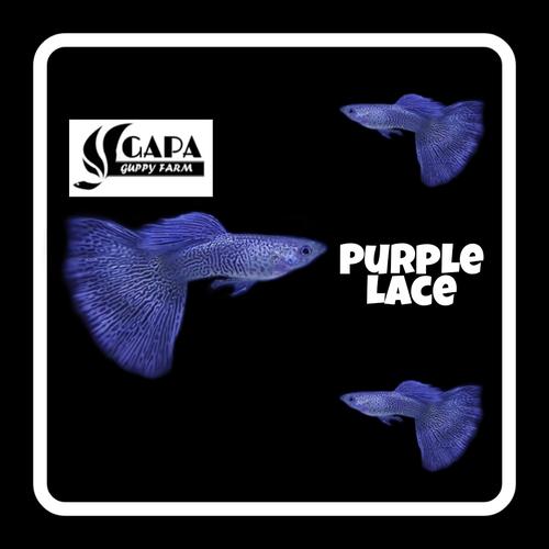 Jual ikan guppy purple lace pasangan - Jantan - Kota Depok - GAPA Guppy Store | Tokopedia