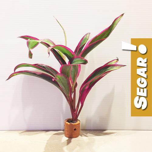 Jual Hanjuang Merah Tanaman Air Paludarium / Aquascape Hias Aquarium ...