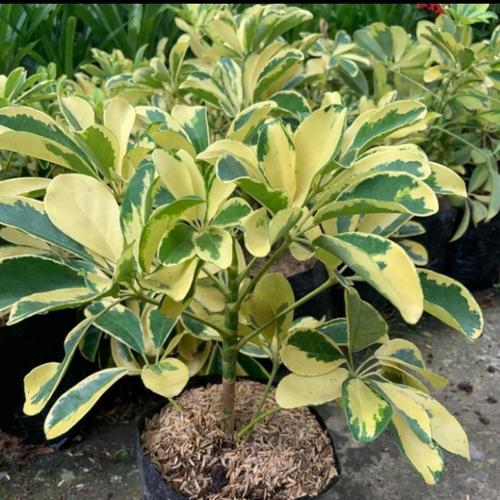 Jual Tanaman Walisongo Varigata (variegata) | Pohon Walisongo / Wali ...